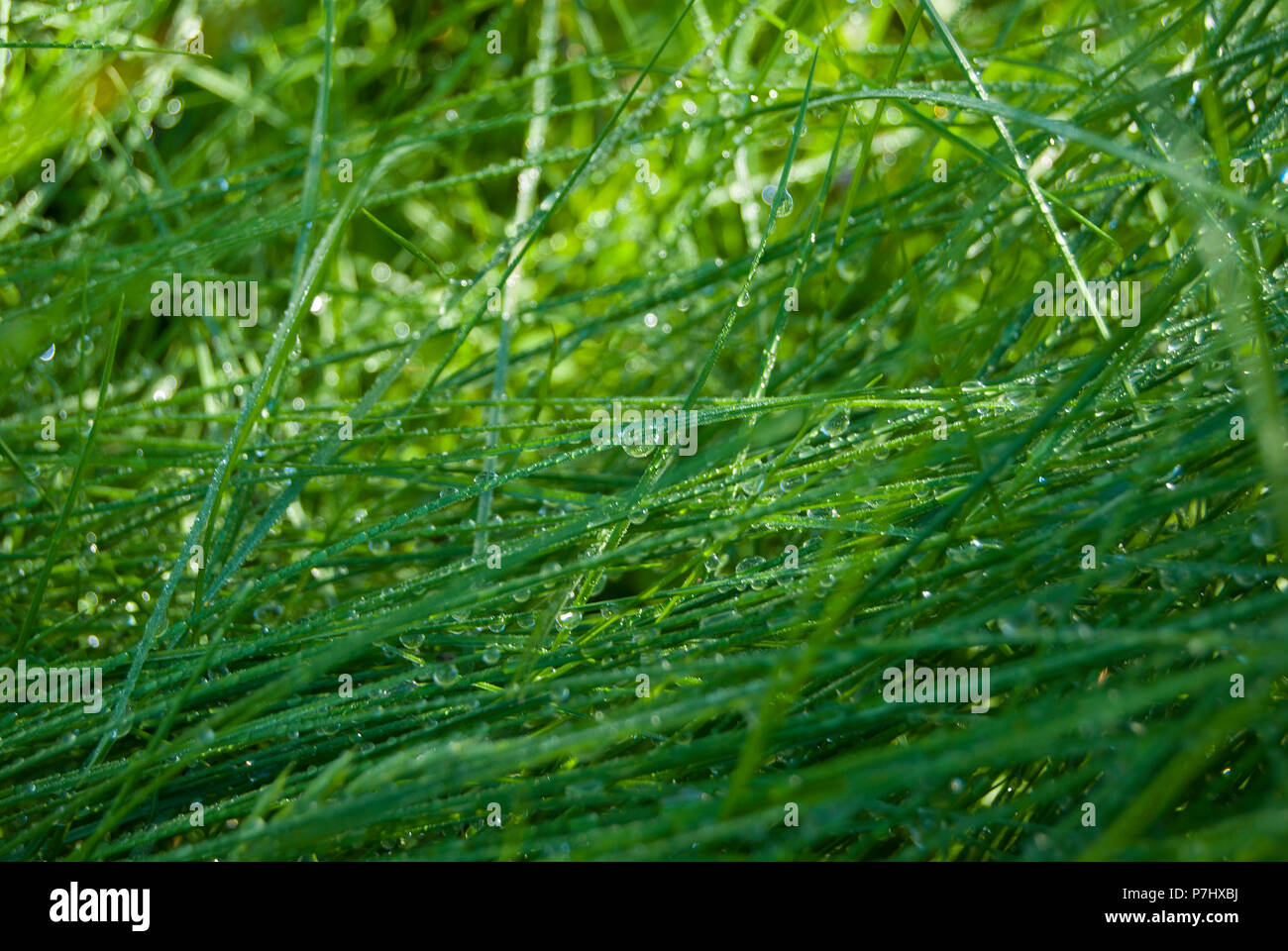 Thick damp grass hi-res stock photography and images - Alamy