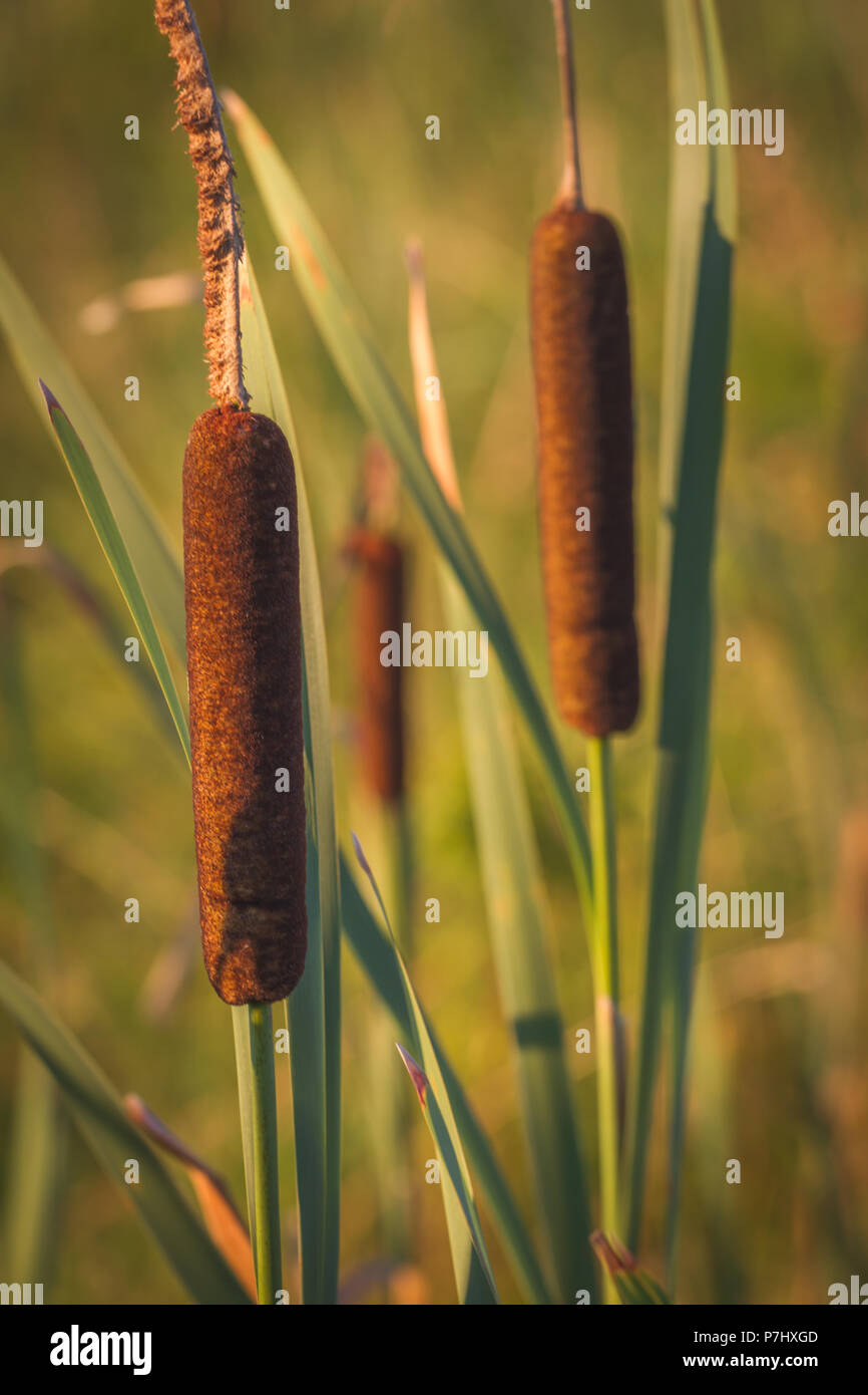 Cattails and Reeds next to the river. Two scorpus plant Stock Photo - Alamy