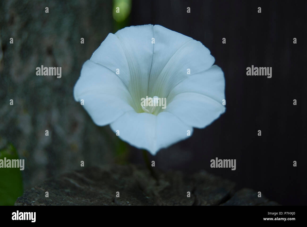 White open flower loach. A beautiful garden weed Stock Photo - Alamy