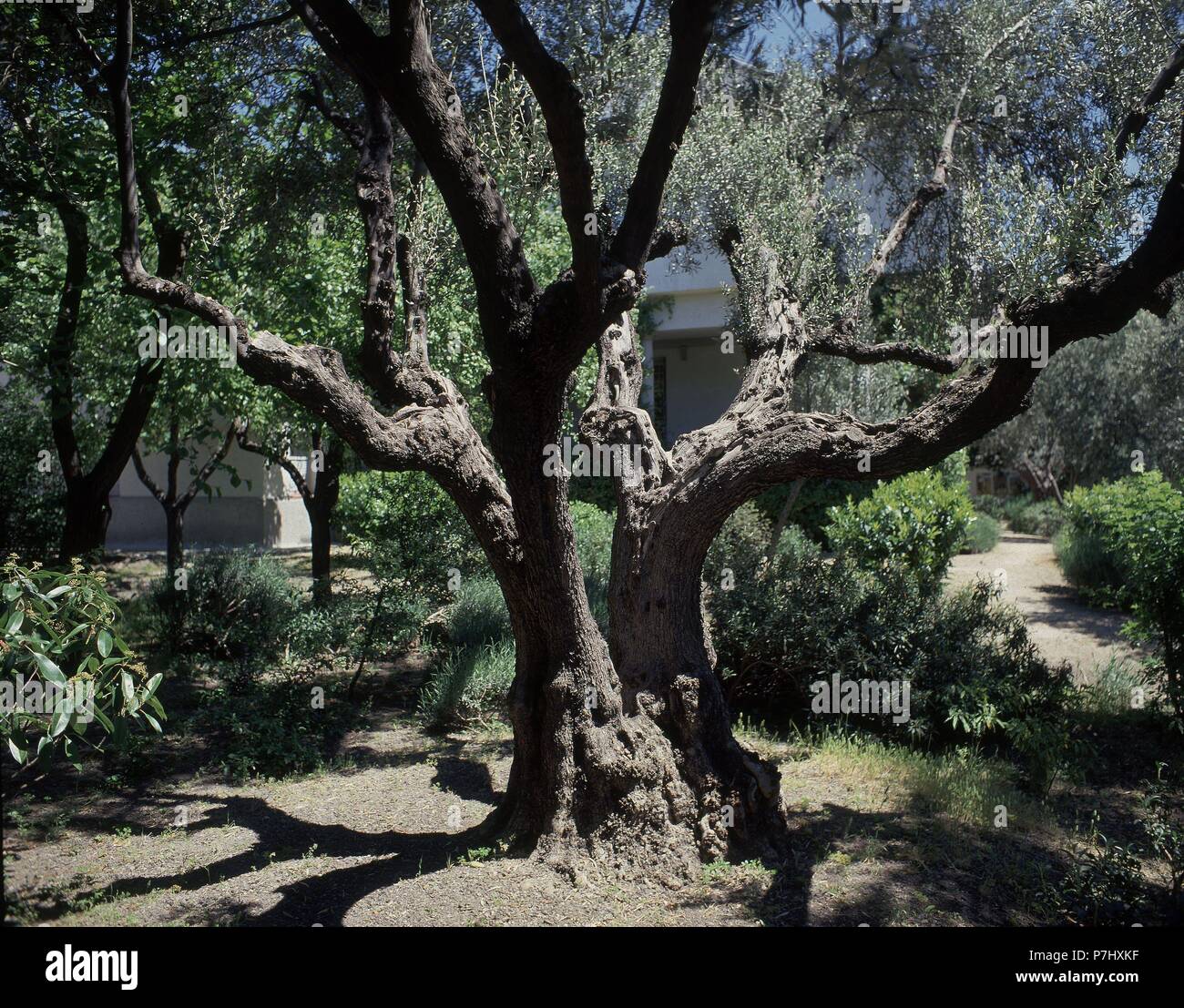 Arbol de jardines hi-res stock photography and images - Alamy