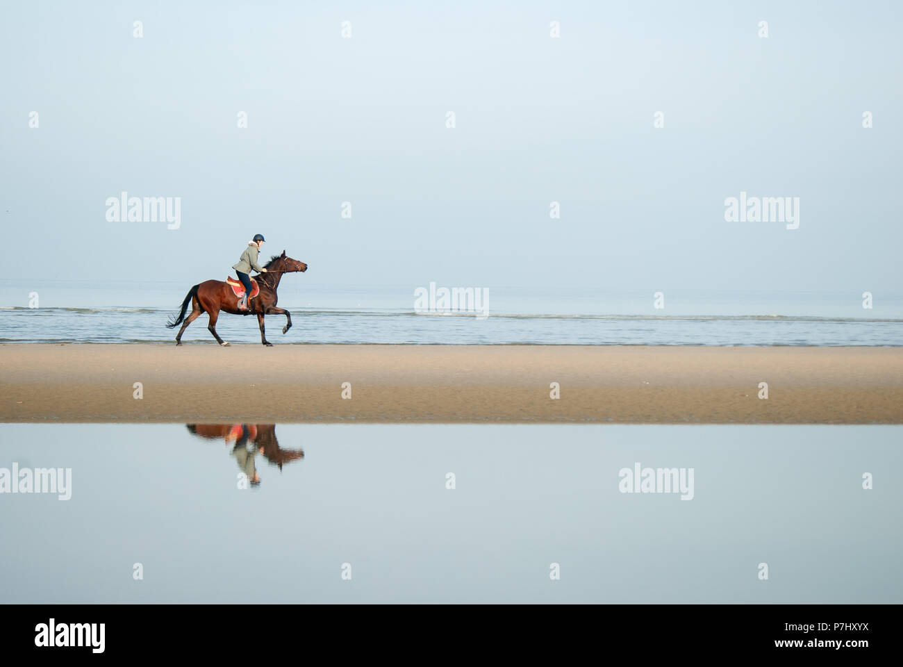 Relaxed horse hi-res stock photography and images - Alamy