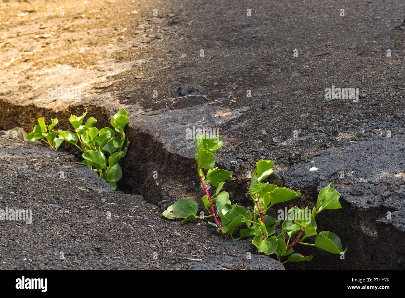 Young plant growing in the cracked ground in stone. At light with. New ...