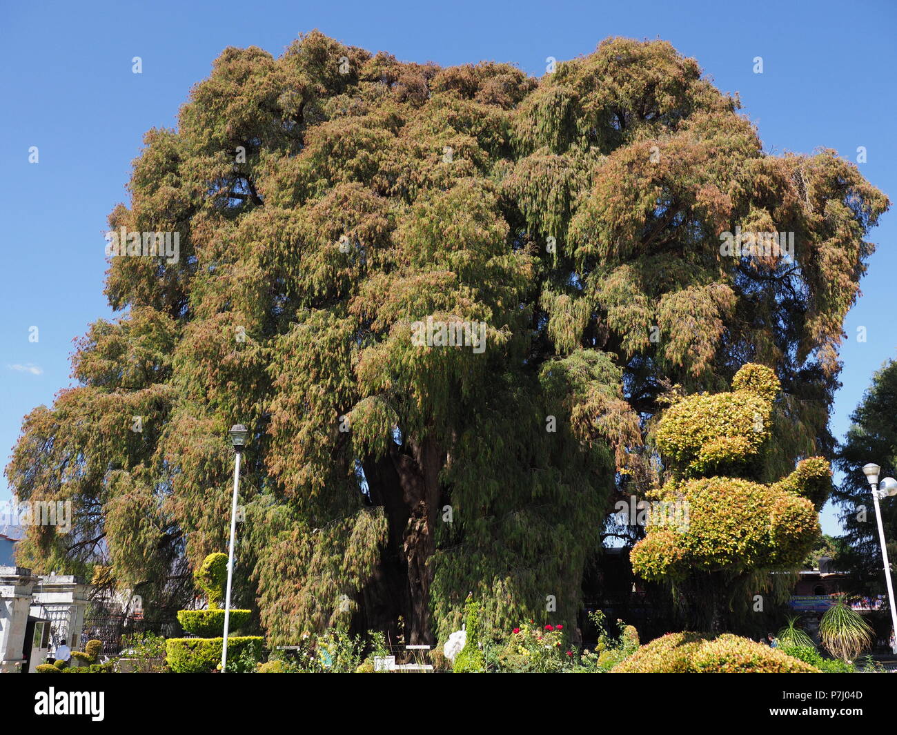 SANTA MARIA del TULE, NORTH AMERICA MEXICO on FEBRUARY 2018: Marvelous ...