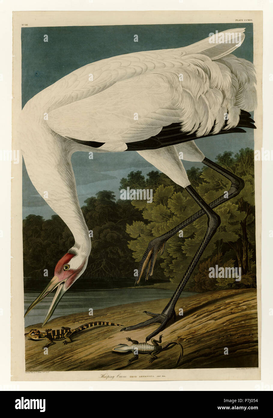 Hooping crane hi-res stock photography and images - Alamy