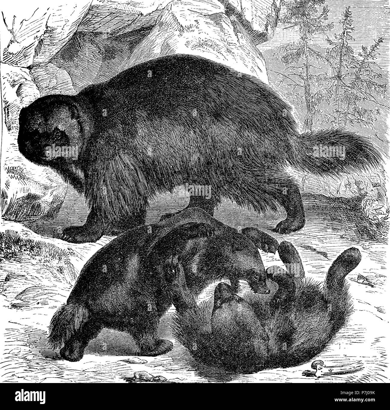 Vintage engraving of wolverine animals playing together. Wolverine is a ...