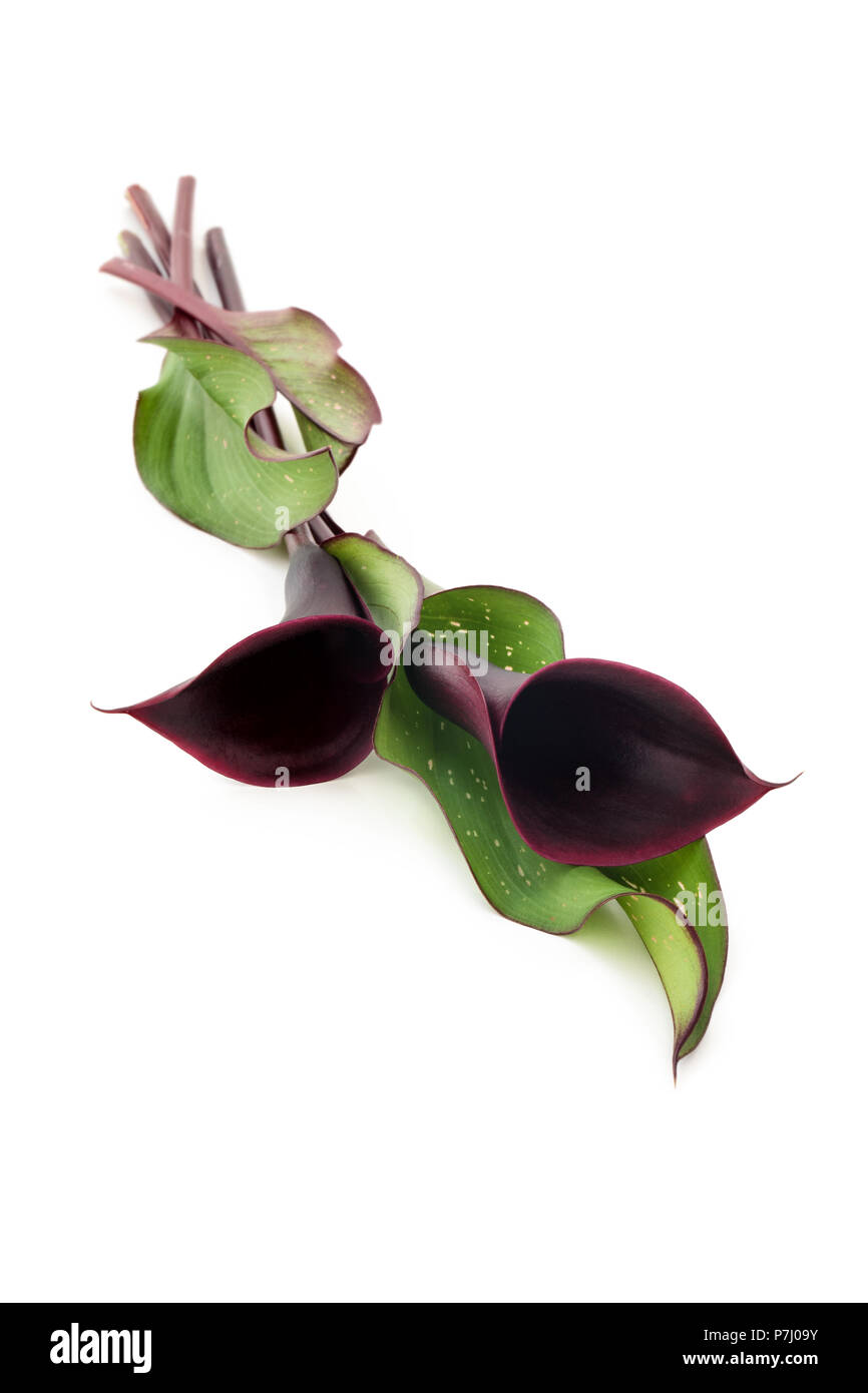 Closeup shot dark black Cut Out Stock Images & Pictures - Alamy