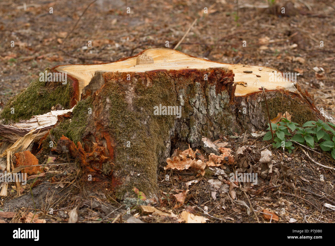 Forest industry. Cutaway tree, cut oak stump. Deforestation strategy ...
