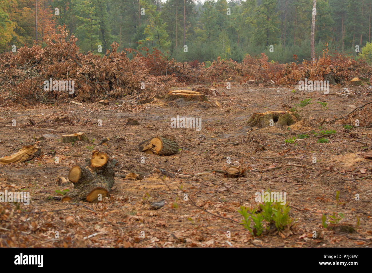 Pine tree forestry exploitation in Carpathian mountain in Romania. Pine ...
