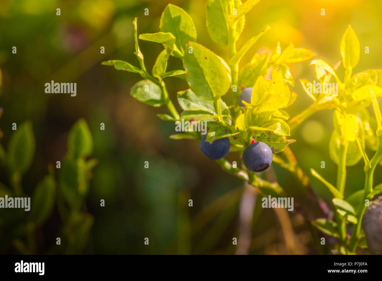 Bush of wildberries hi-res stock photography and images - Alamy