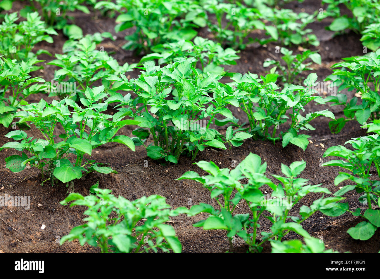 Closeup shot growing potato hi-res stock photography and images - Alamy