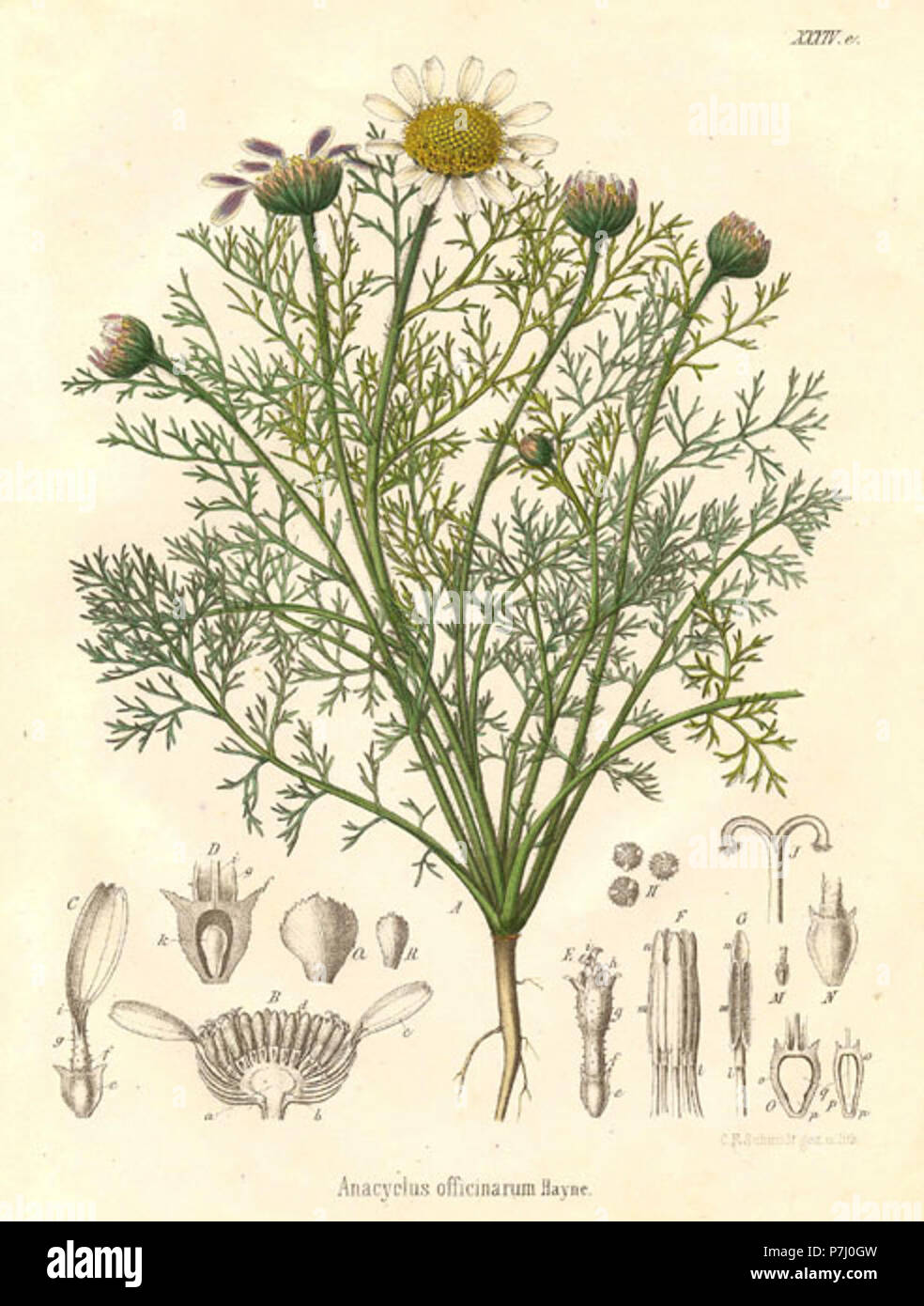 22031.Asteraceae - Anacyclus officinarum Stock Photo - Alamy