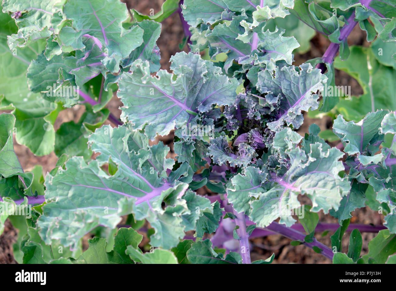 Kalettes growing hi-res stock photography and images - Alamy