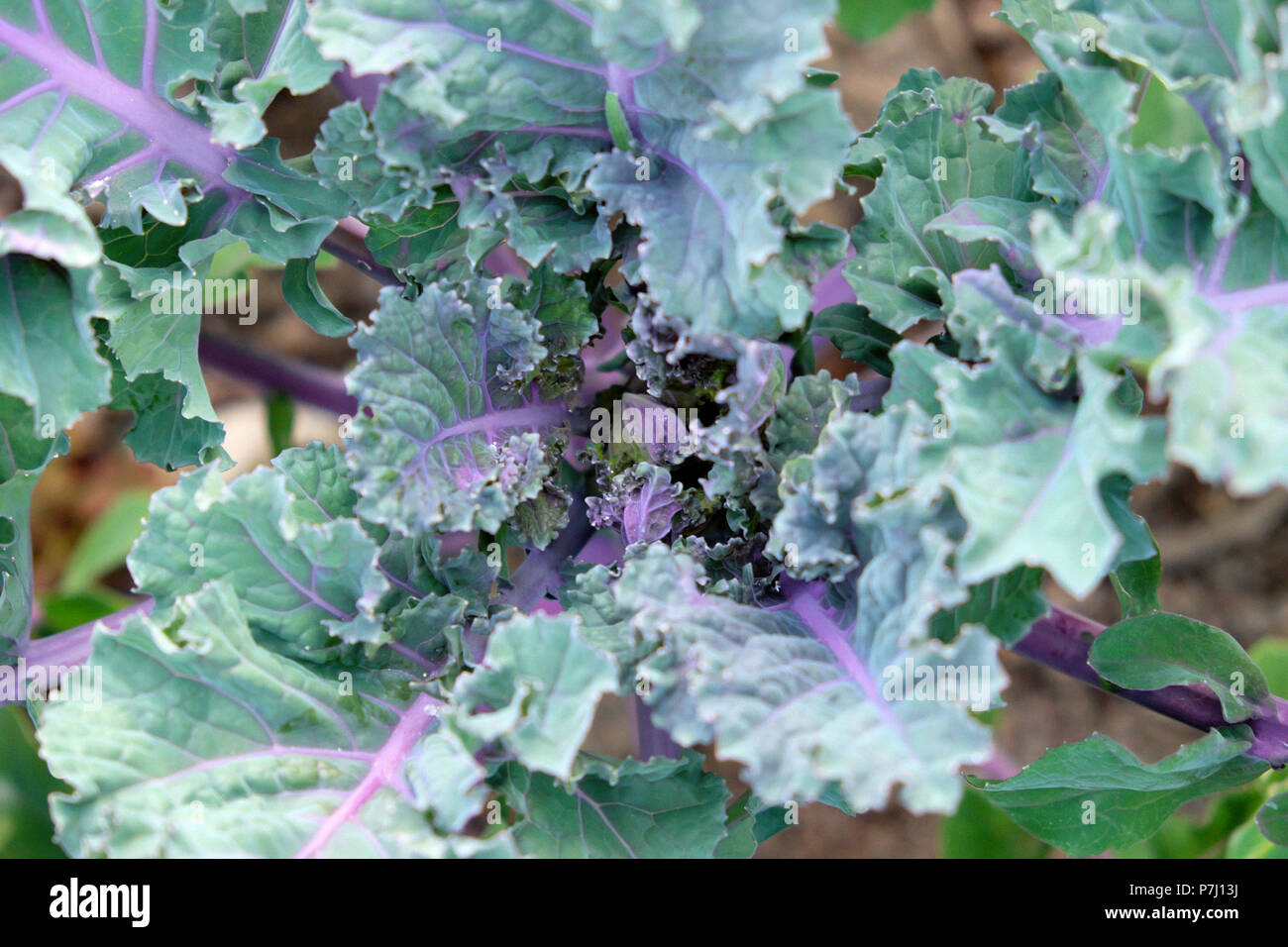 Kalettes growing hi-res stock photography and images - Alamy