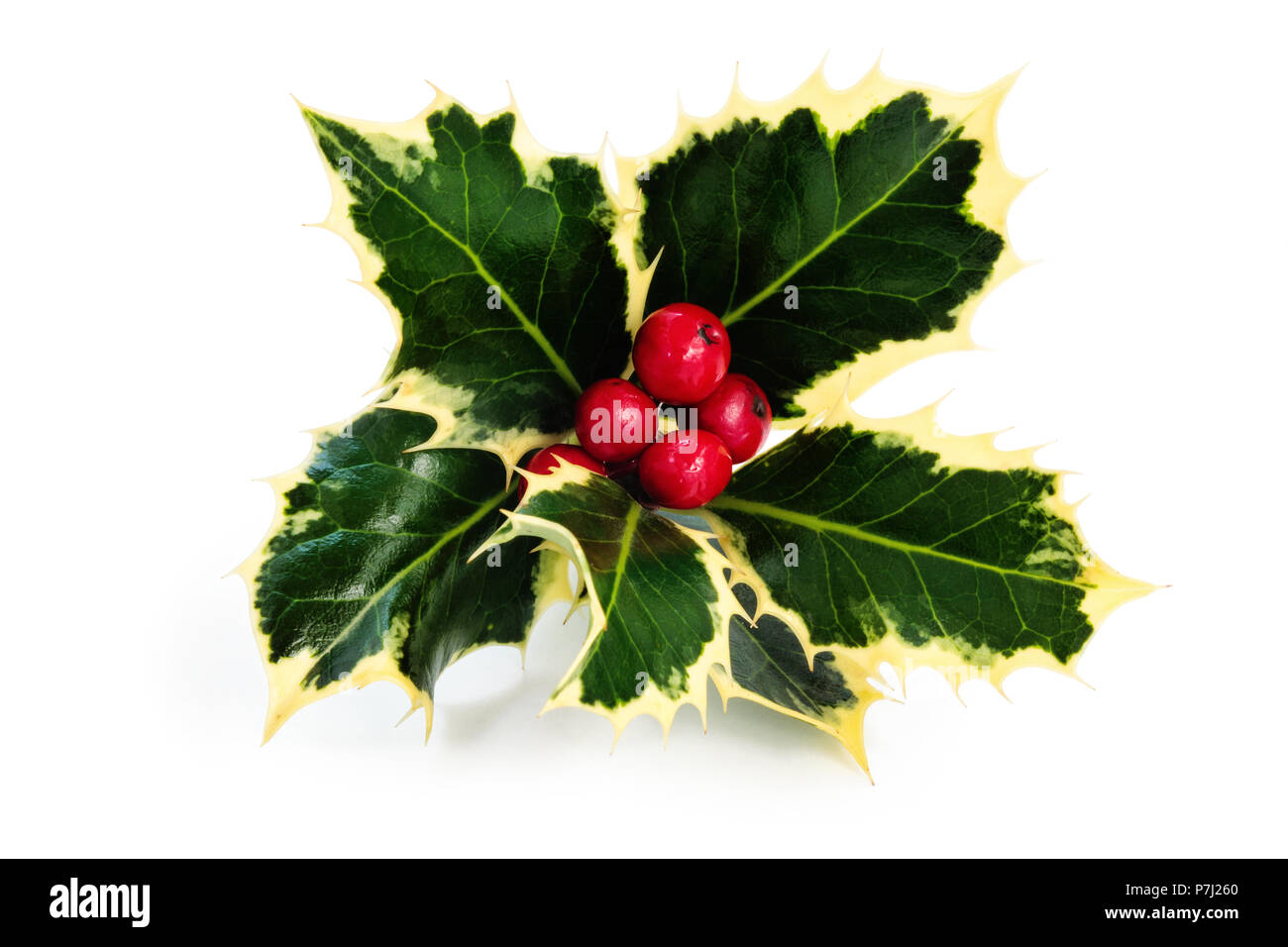 Sprig of holly with berries and ribbon isolated on a white background ...