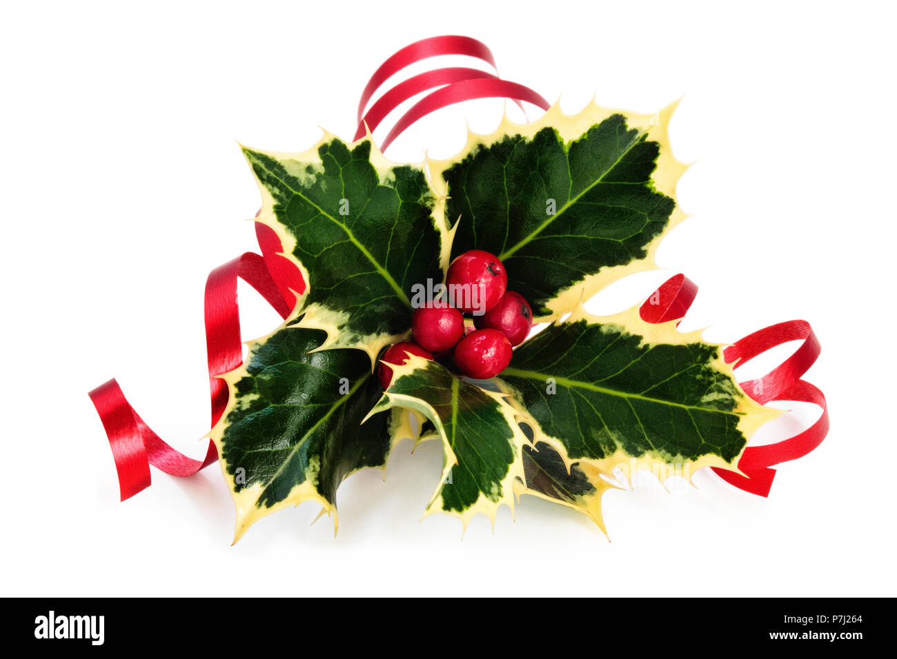 Sprig of holly with berries and ribbon isolated on a white background ...