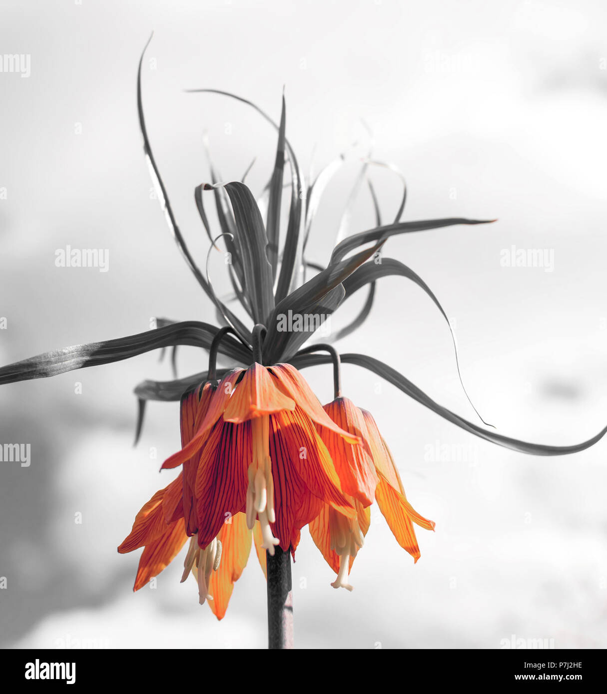 Orange Fritillaria imperialis flower (crown imperial, imperial ...