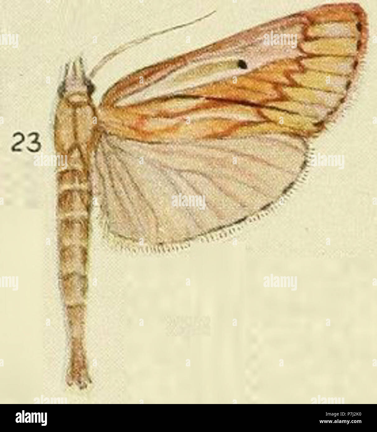 23-(Dattinia) Hypotia perstrigata (Hampson 1916 Stock Photo - Alamy