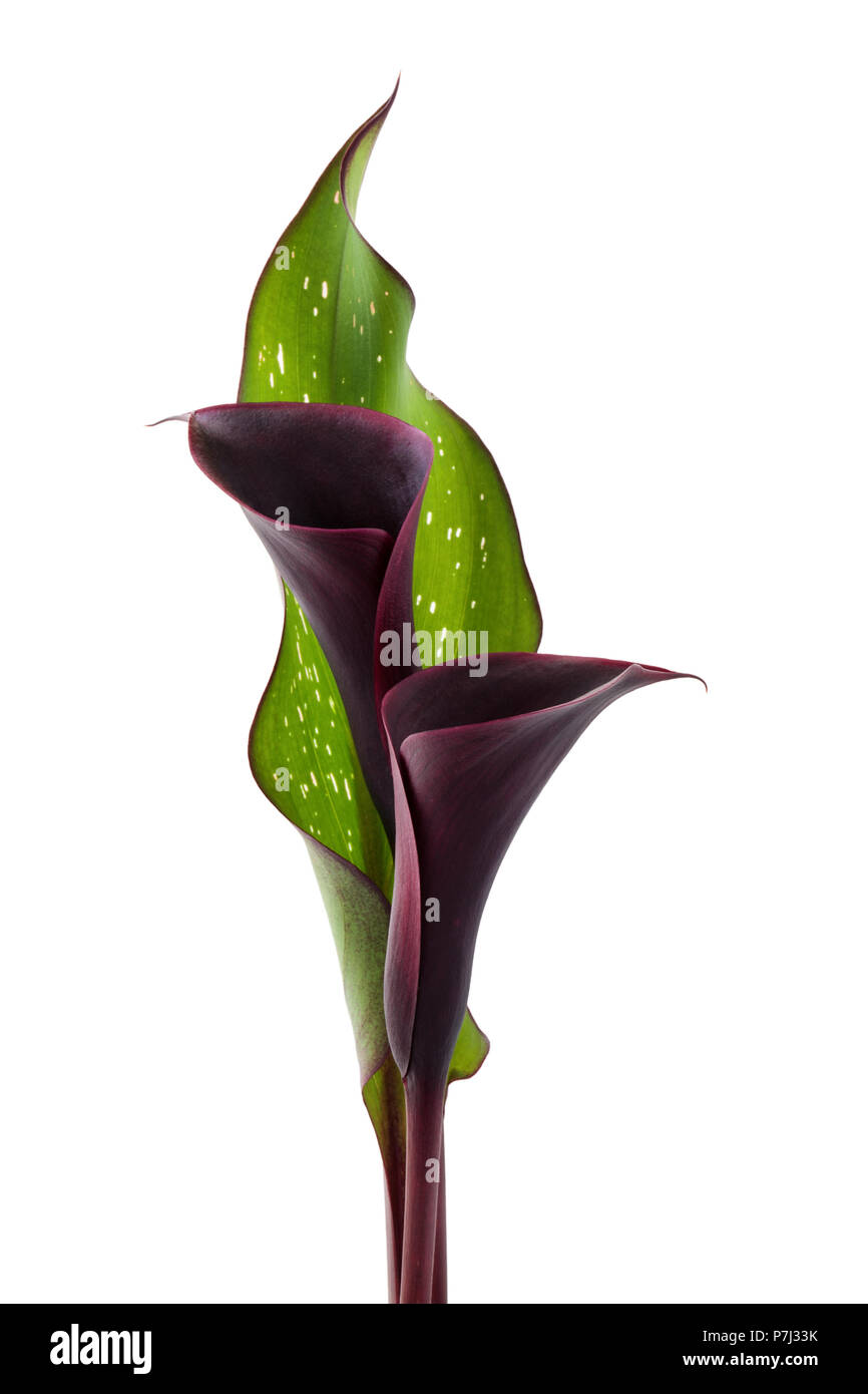 Calla leaf on dark natural background. Autumn vintage background with ...