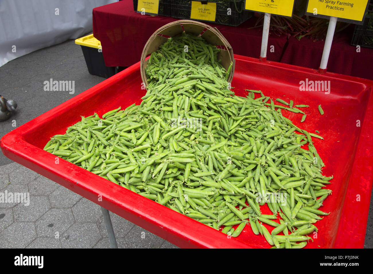Freshly picked peas in the pod for sale at the Union Square Farmers ...