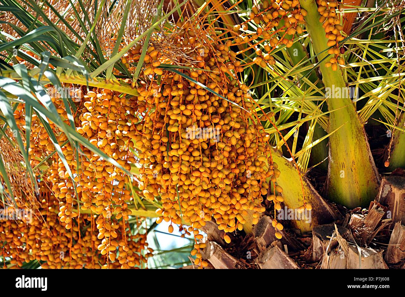 Palm seeds hi-res stock photography and images - Alamy