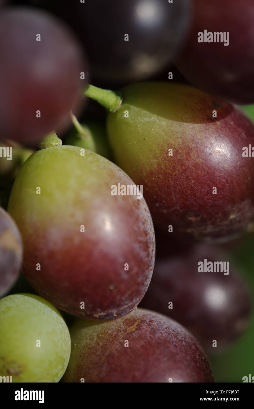Agricultural products, cart, crop, and grapes Stock Photo - Alamy
