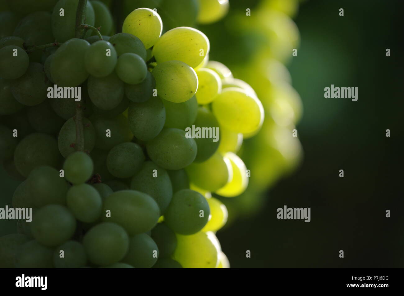 Agricultural products, cart, crop, and grapes Stock Photo - Alamy