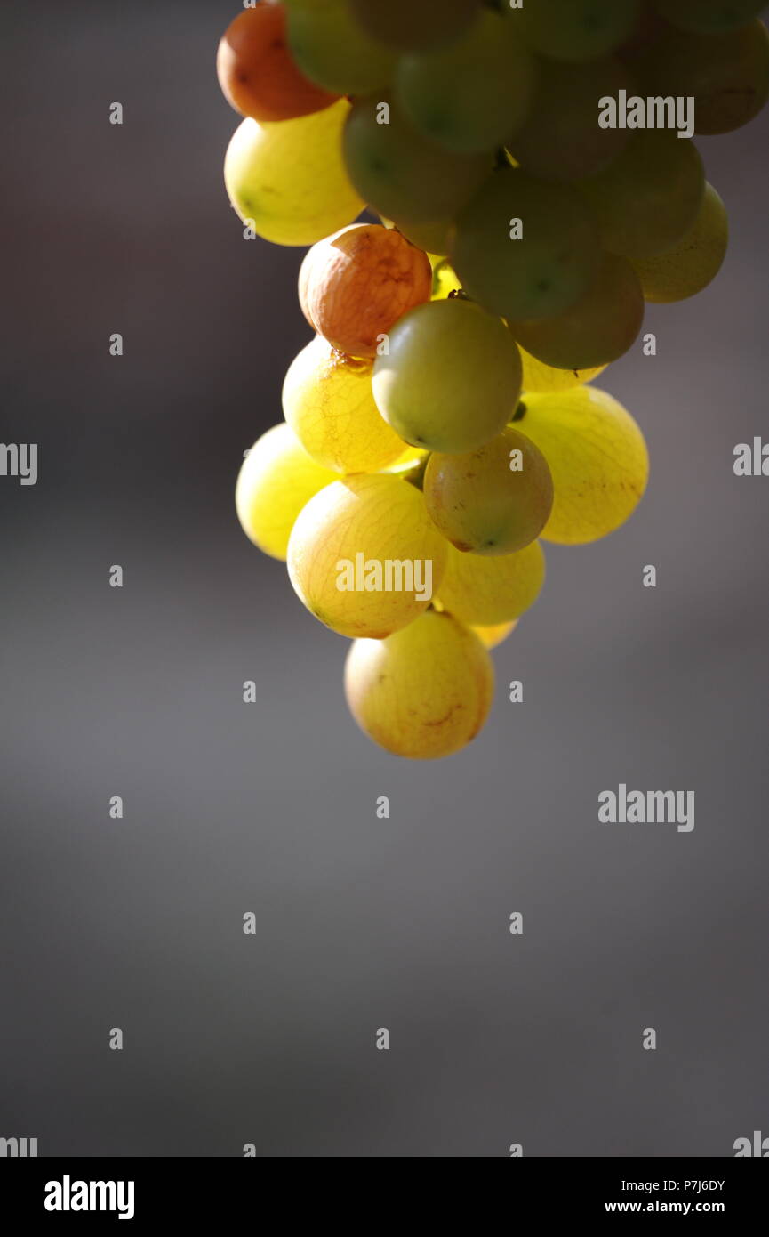 Agricultural products, cart, crop, and grapes Stock Photo - Alamy