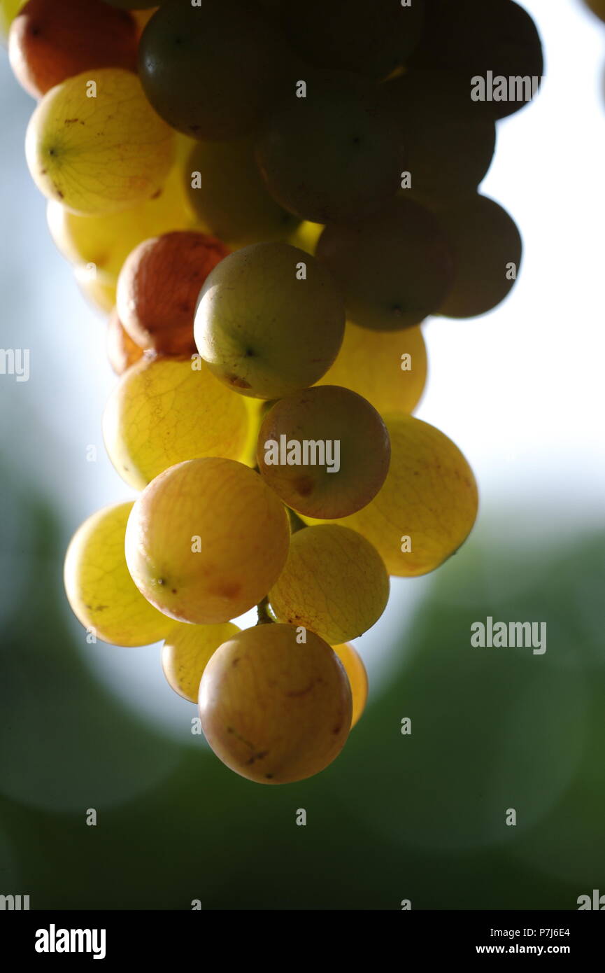 Agricultural products, cart, crop, and grapes Stock Photo - Alamy