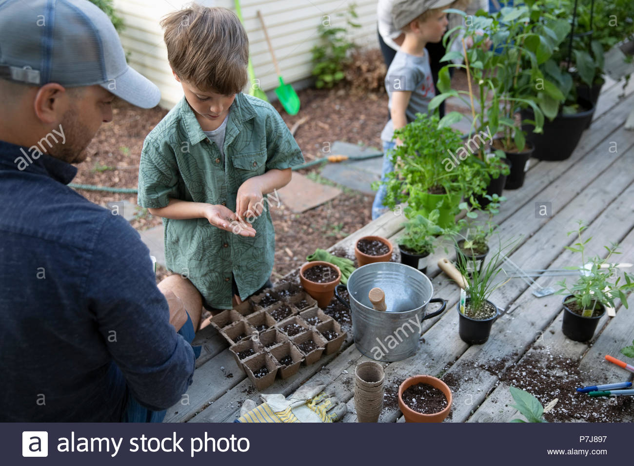 Seed age hi-res stock photography and images - Alamy