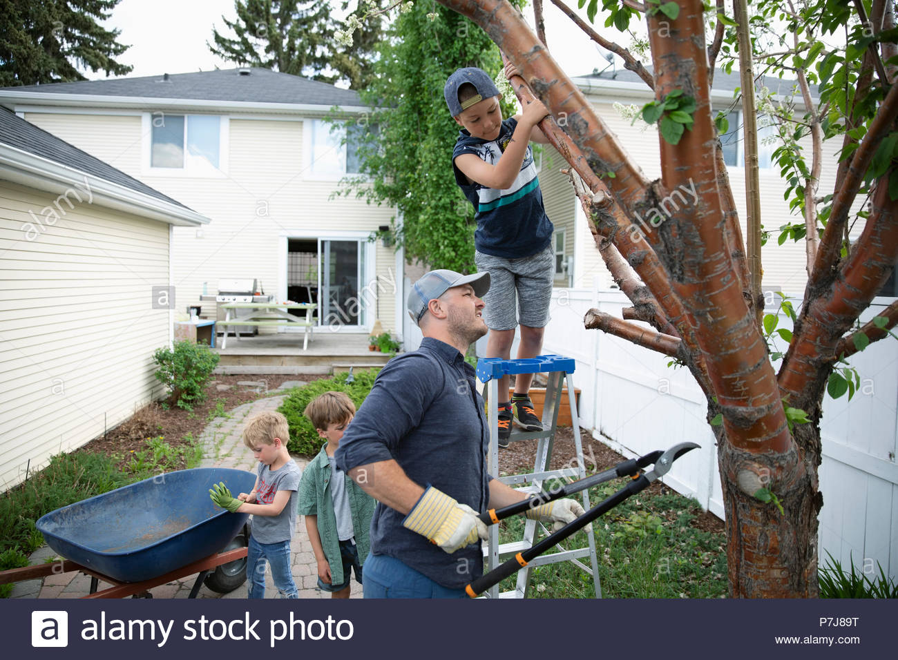 Pruning tree hi-res stock photography and images - Alamy