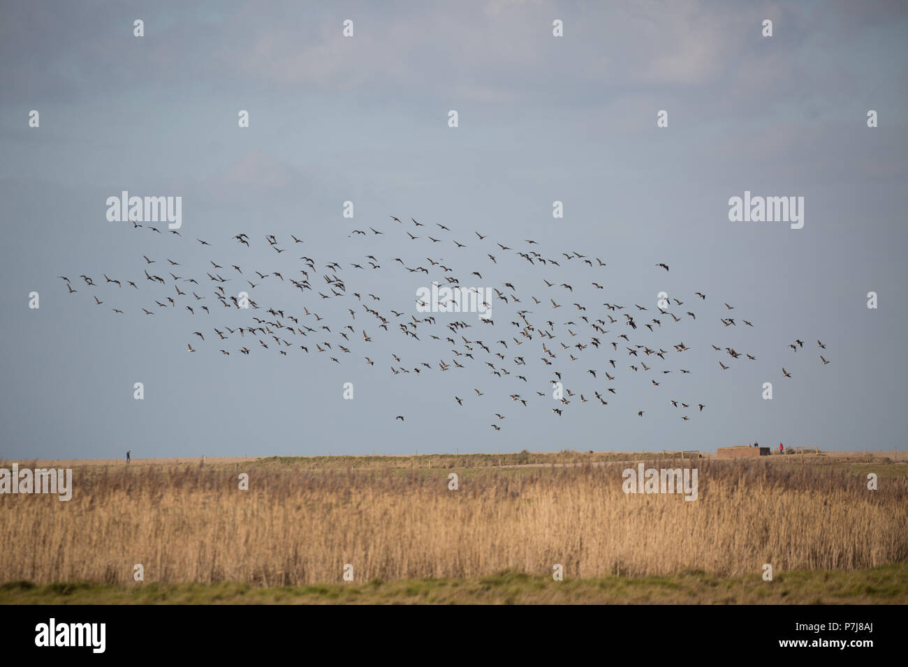Birds fying hi-res stock photography and images - Alamy