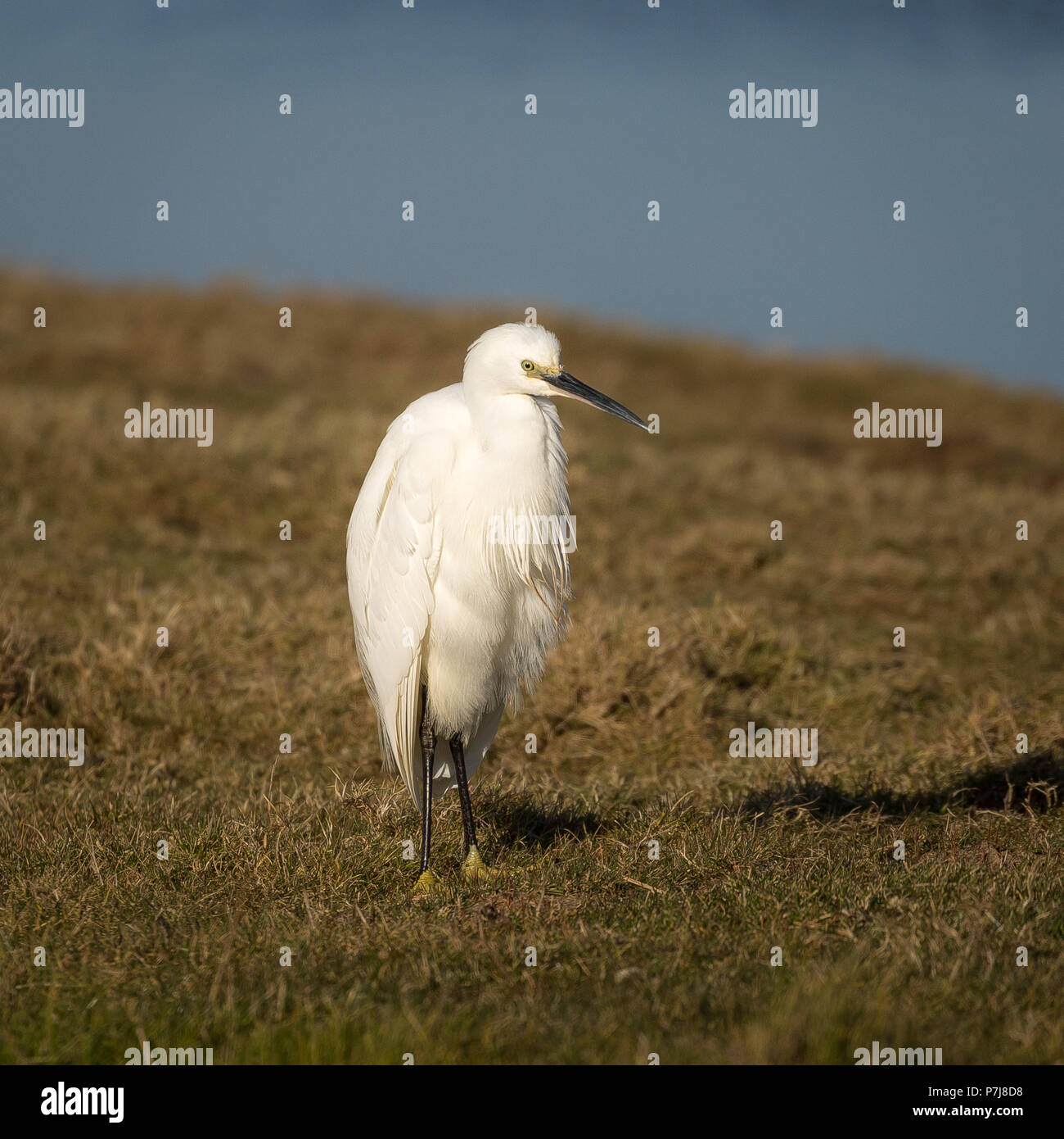 Great white egret (ardea alba) seen in Norfolk wetlands UK Stock Photo ...