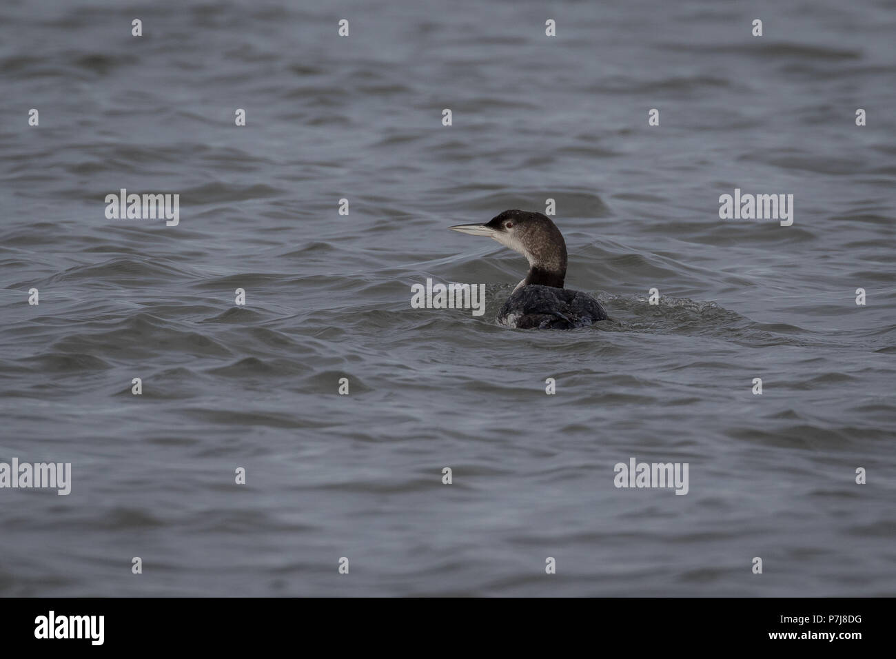 Common loon or great northern diver. Water fowl, seen in winter Norfolk ...