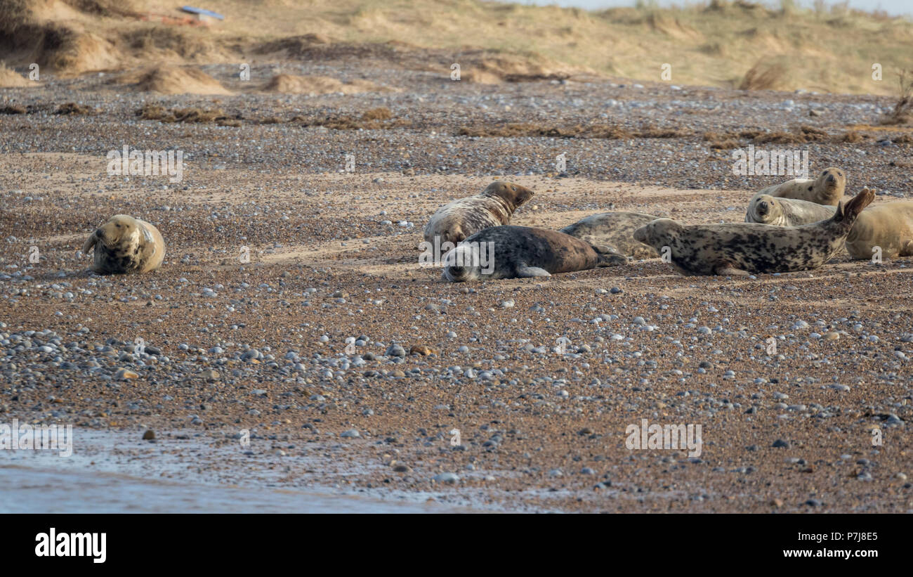 Common and grey seals at Blakeney Point Norfolk UK during February 2018 ...