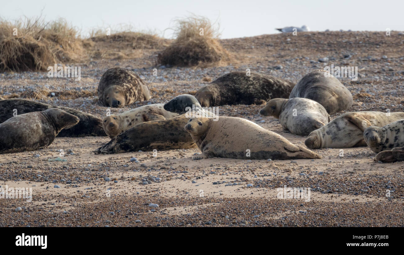 Common and grey seals at Blakeney Point Norfolk UK during February 2018 ...