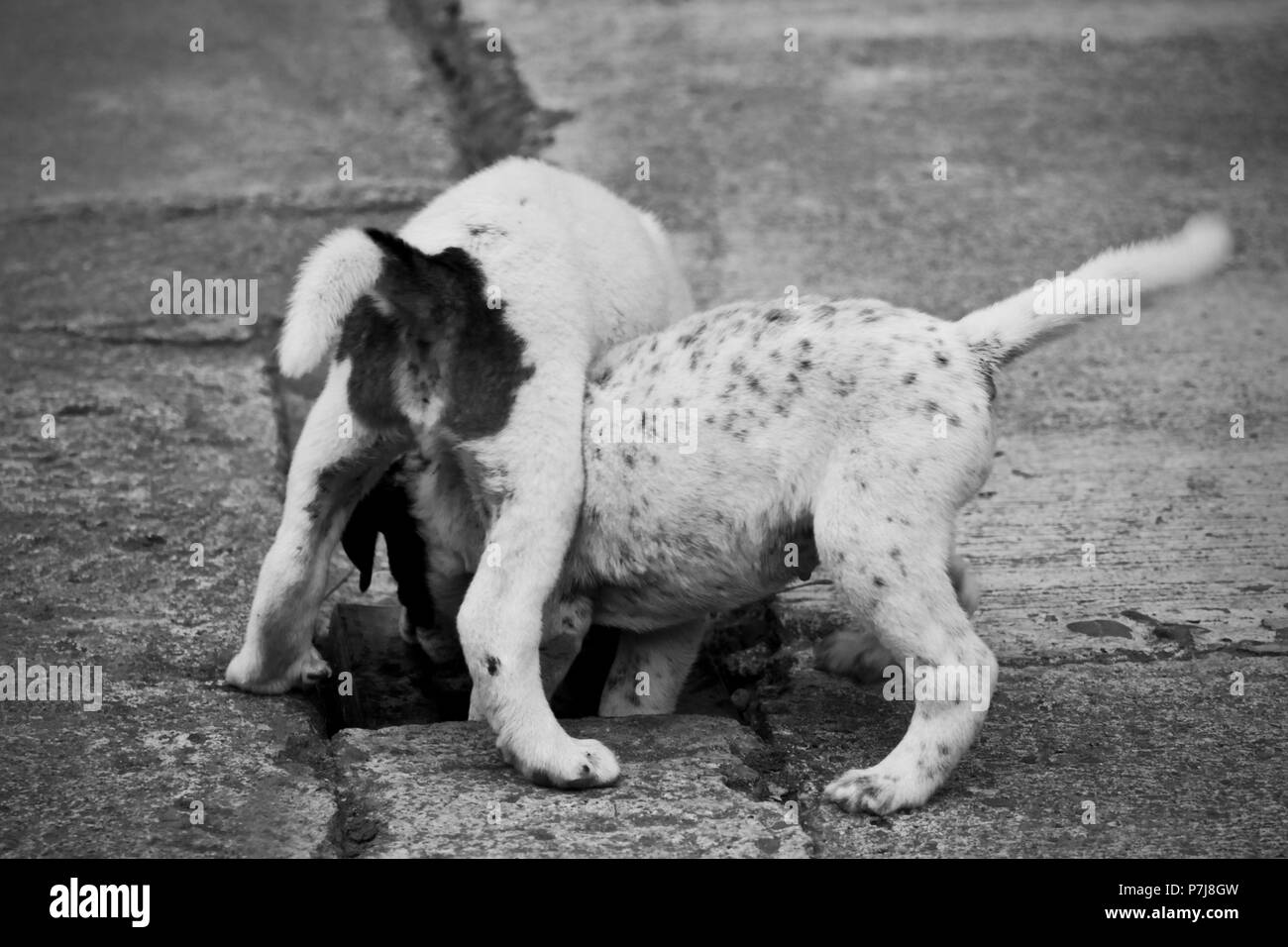 Dog peering Black and White Stock Photos & Images - Alamy