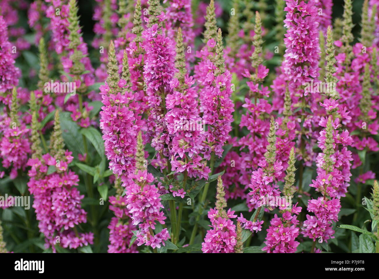 Lythrum salicaria ‘robert’ hi-res stock photography and images - Alamy