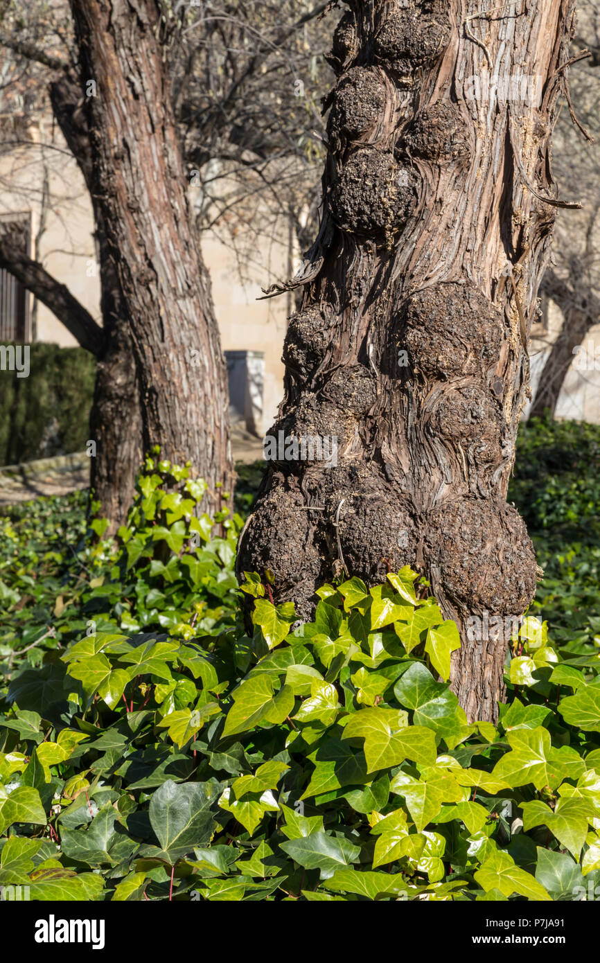 start of several tree trunks that start at opposite diagonal on a floor ...