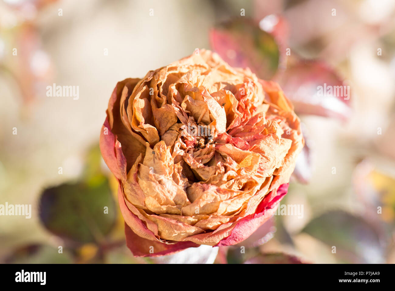 Fading image hi-res stock photography and images - Alamy