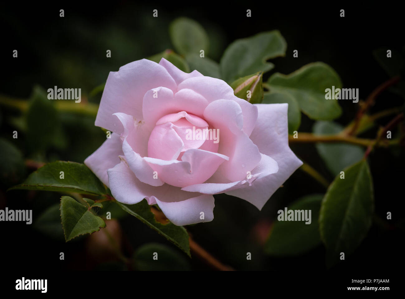 Fine art still life color flower front view macro photo of a blooming ...
