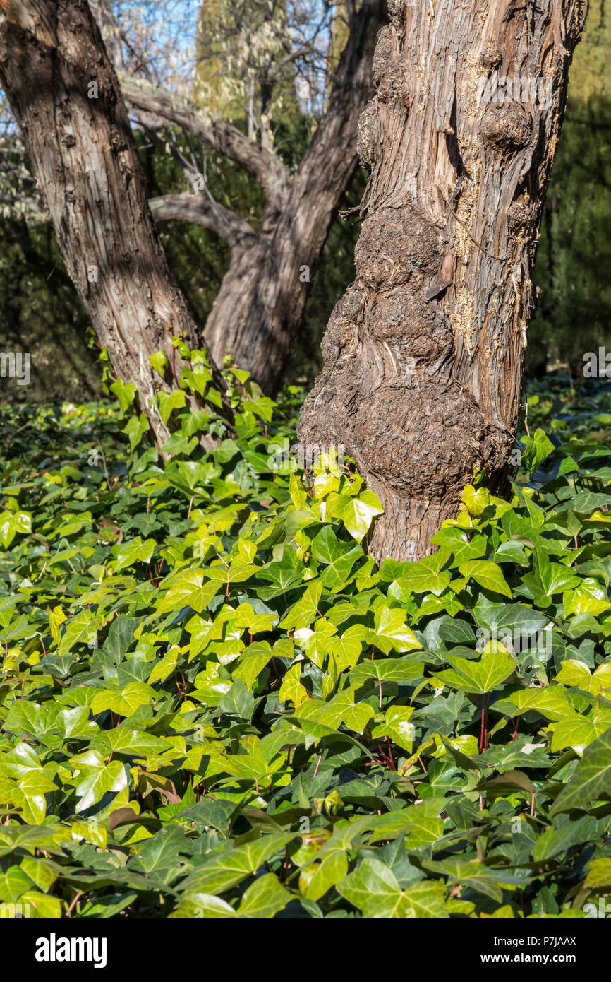 start of several tree trunks that start at opposite diagonal on a floor ...
