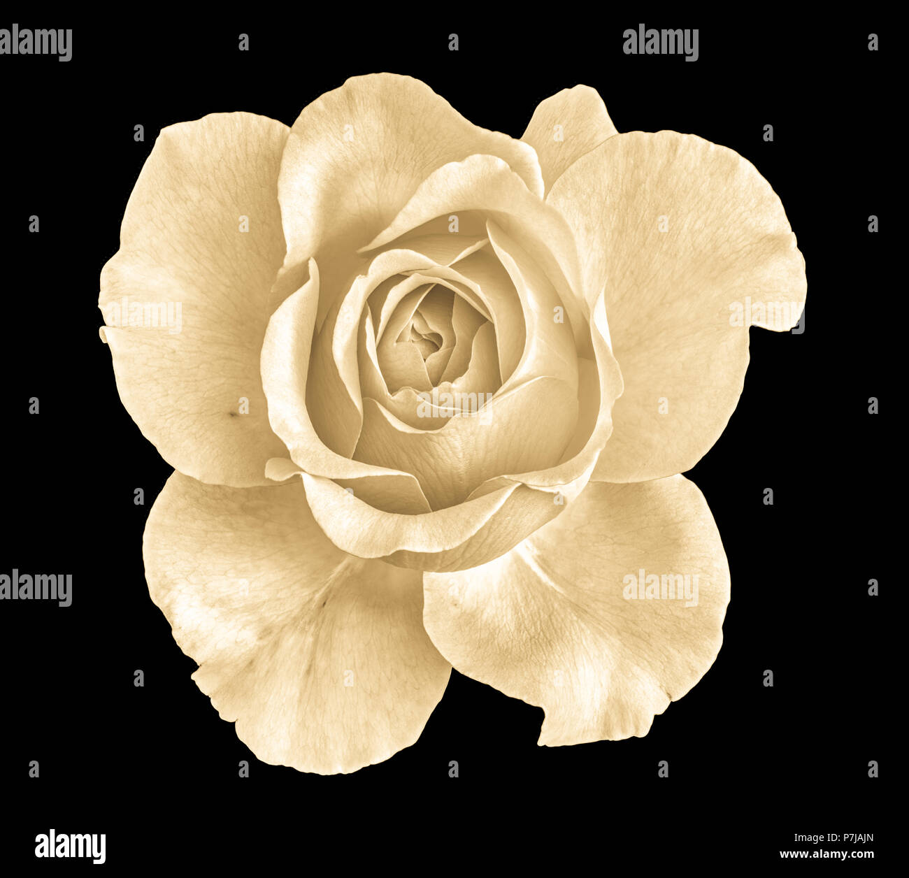 Sepia fine art flower hi-res stock photography and images - Alamy