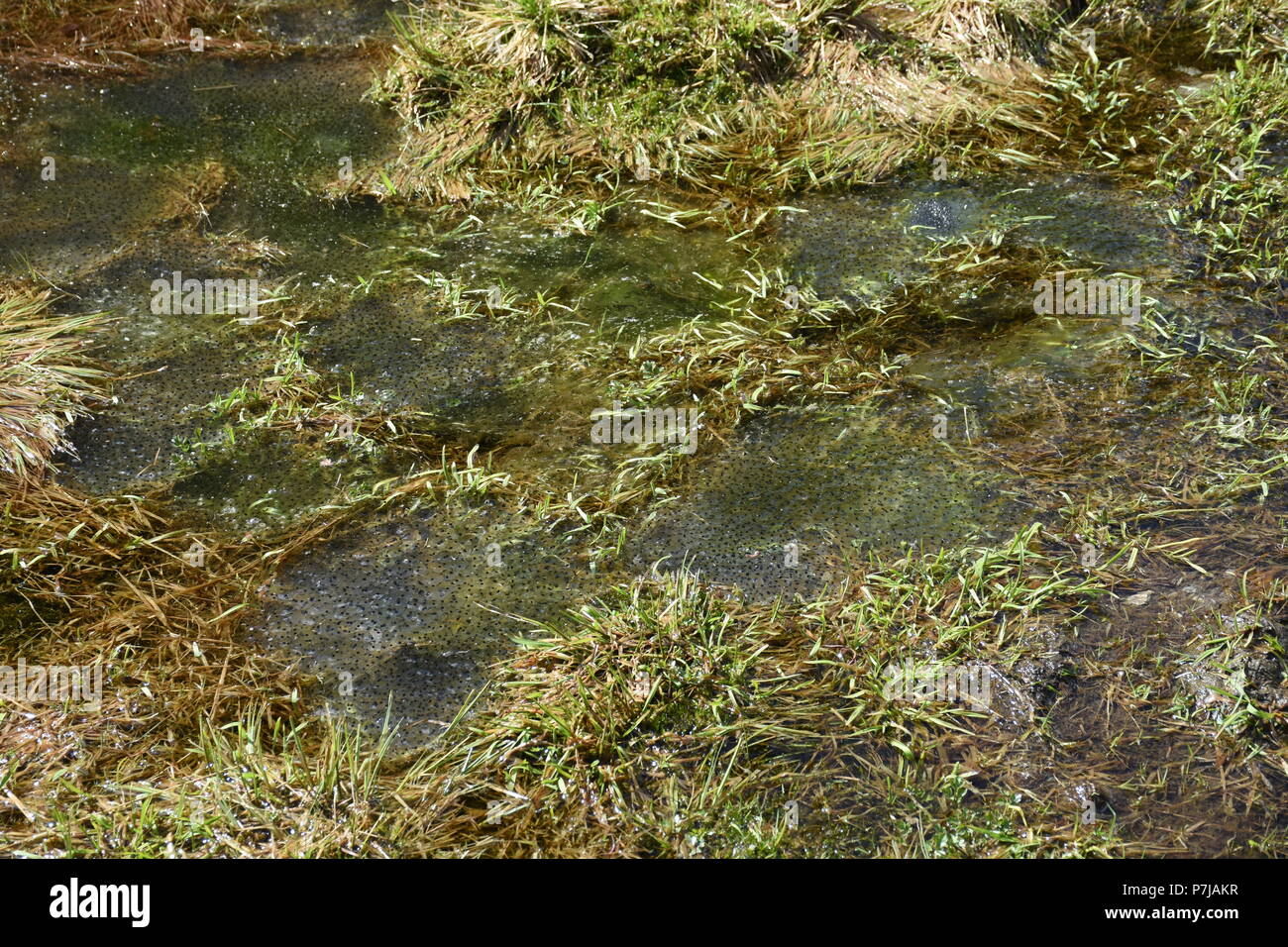 Frosch nachwuchs hi-res stock photography and images - Alamy