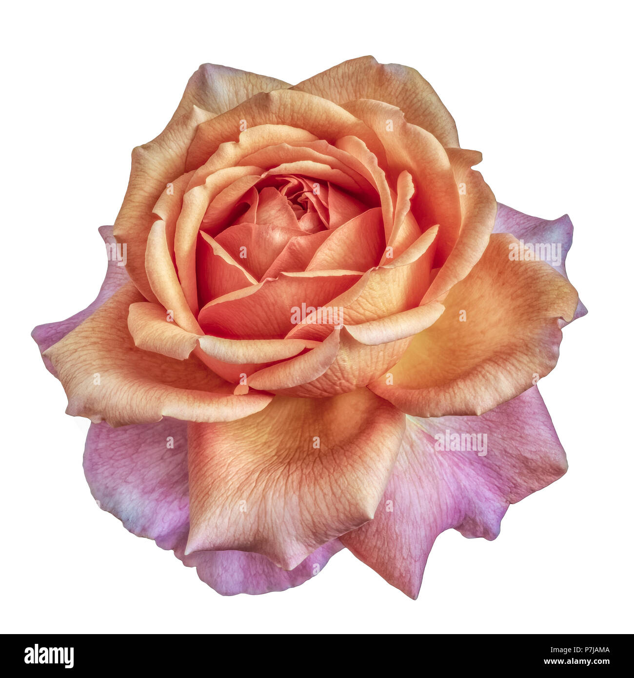 Color fine art still Cut Out Stock Images & Pictures - Alamy