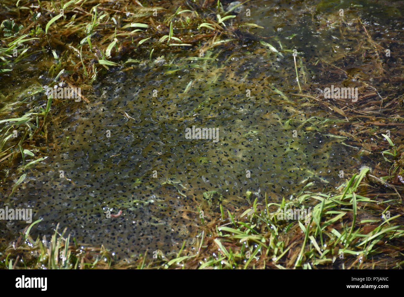 Pfütze Froschlaich Laich Eier Gelee Gell Stock Photo - Alamy