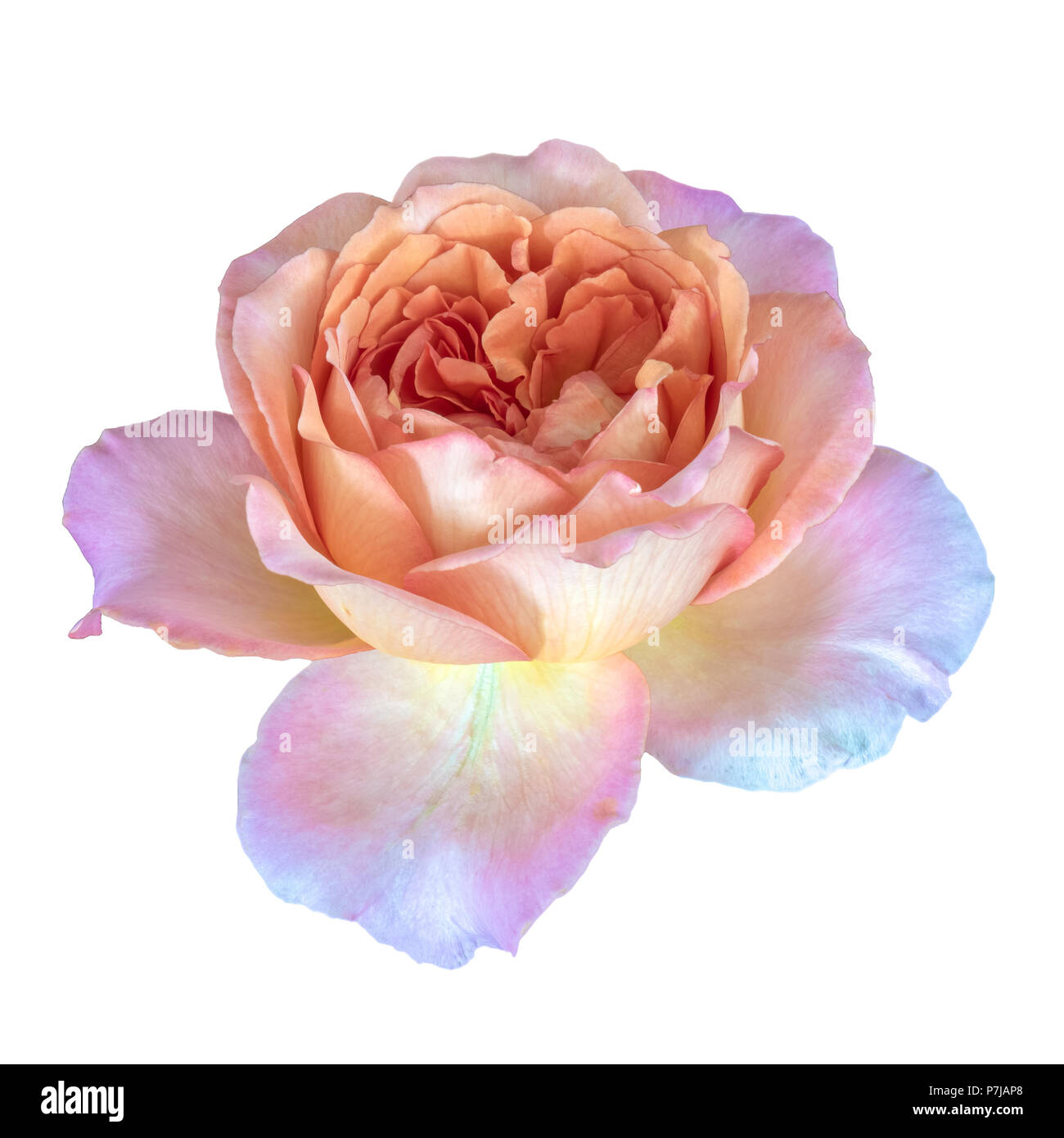 Detailed fine art still Cut Out Stock Images & Pictures - Alamy