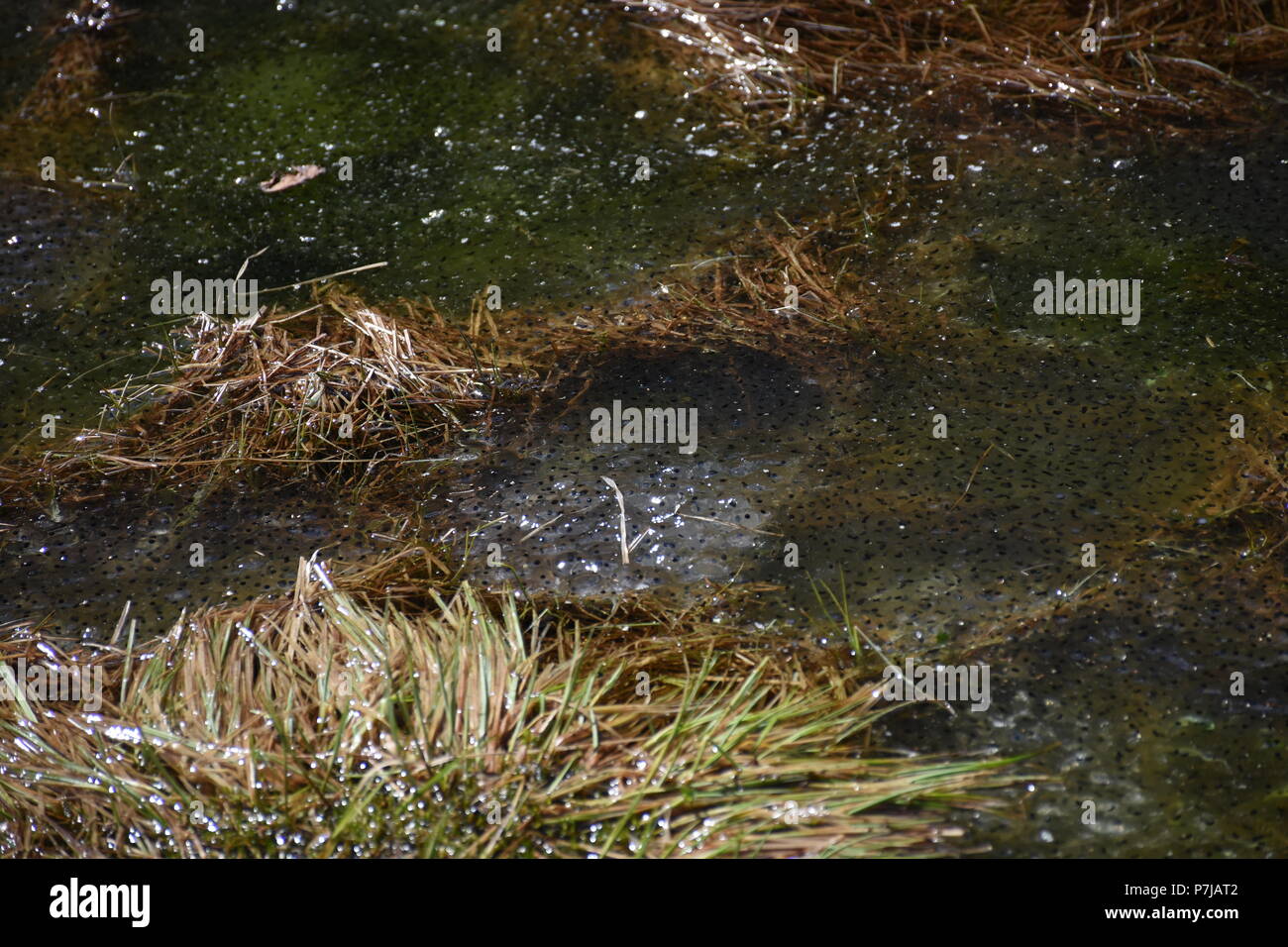 Frosch nachwuchs hi-res stock photography and images - Alamy