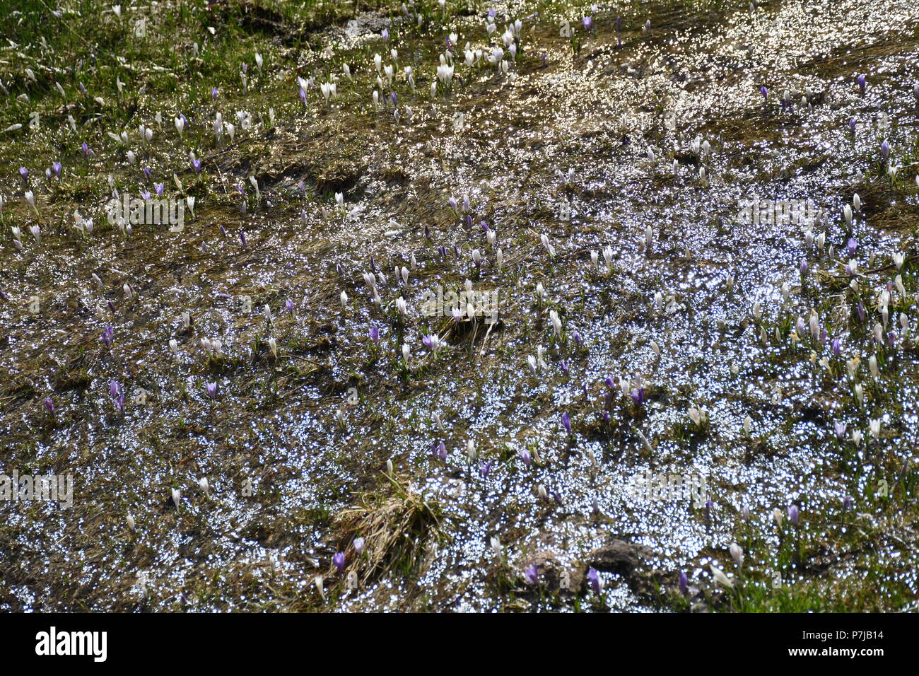 Pfütze Froschlaich Laich Eier Gelee Gell Stock Photo - Alamy
