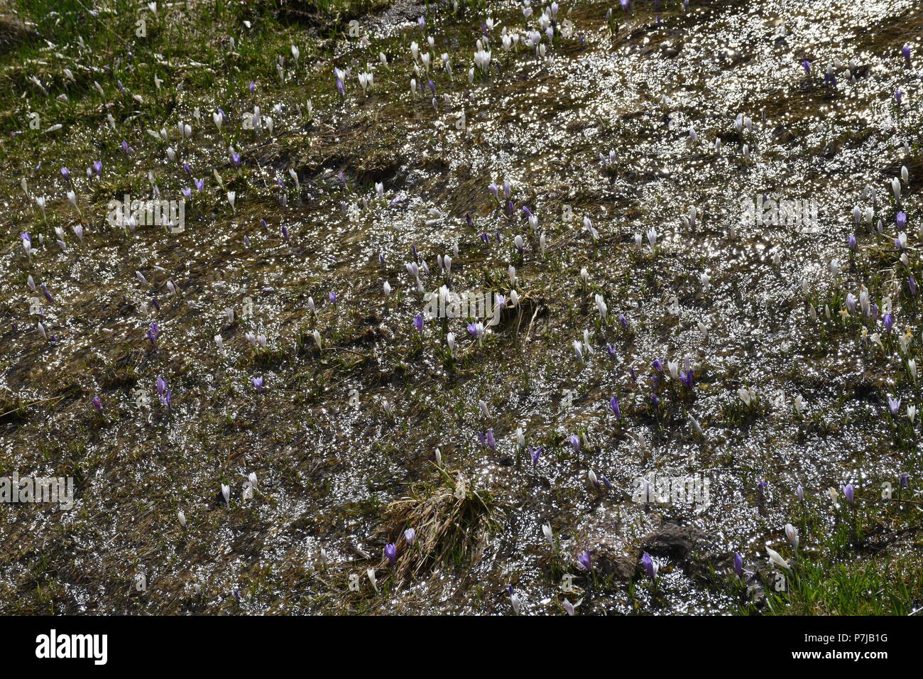 Pfütze Froschlaich Laich Eier Gelee Gell Stock Photo - Alamy