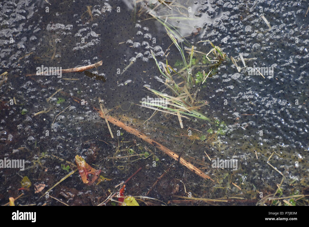 Pfütze Froschlaich Laich Eier Gelee Gell Stock Photo - Alamy